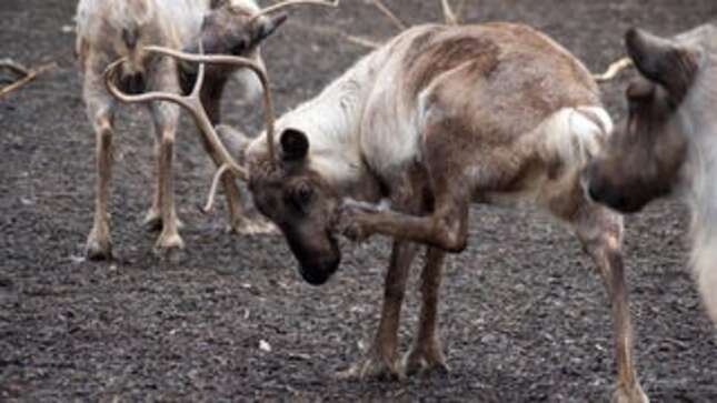 'Reindeer Yoga' Is the Latest Trend in Exercising Near Animals That Don ...