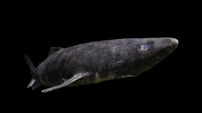 A Mysterious Arctic Shark Just Showed Up in the Caribbean A Mysterious Arctic Shark Just Showed Up in the Caribbean