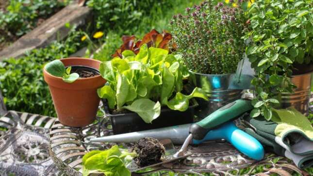 All the Smart (and Legal) Ways to Get Free Plants