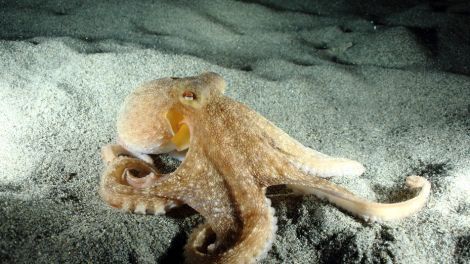 Un grupo de 20 pulpos ha comenzado a salir del agua por las noches en ...