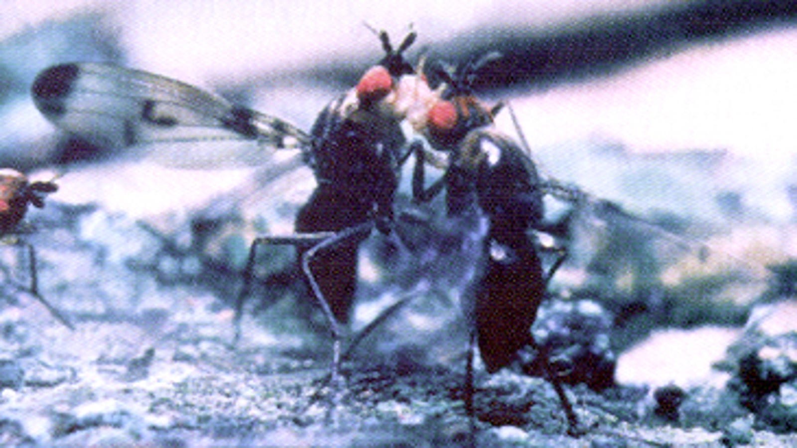 When Fruit Flies Attack Its Usually About Sex