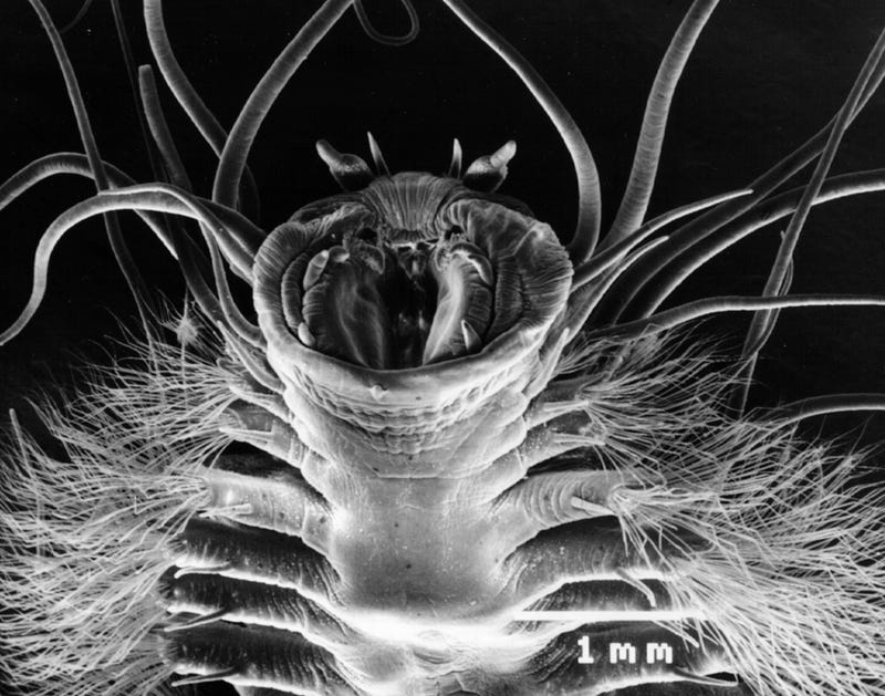 Five Creatures That Prove Life Could Exist On Other Planets (Or In Space) Five Creatures That Prove Life Could Exist On Other Planets (Or In Space)