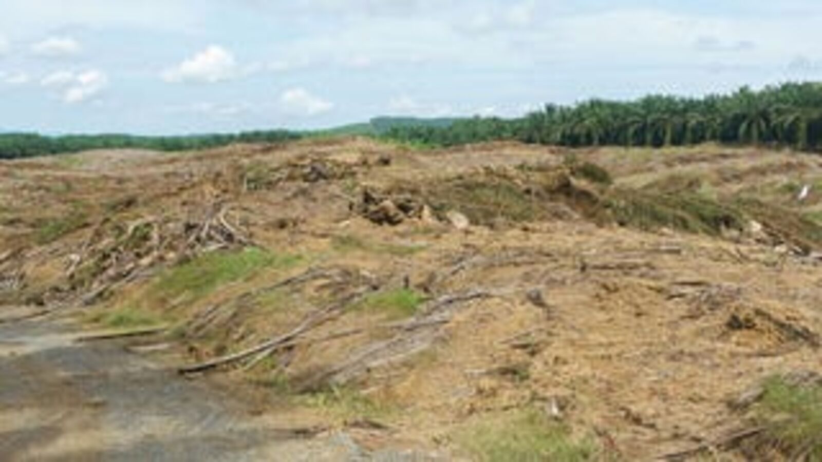 Experts Confirm Rainforest Ecosystem Destroyed To Make Room For Onion ...