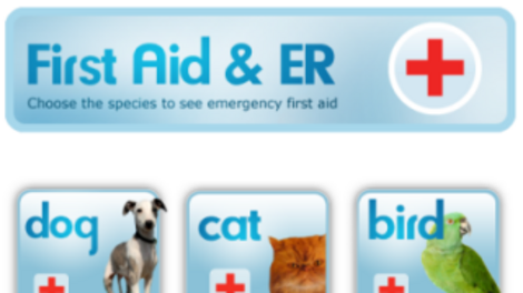 Learn Basic Pet First Aid With This Red Cross App