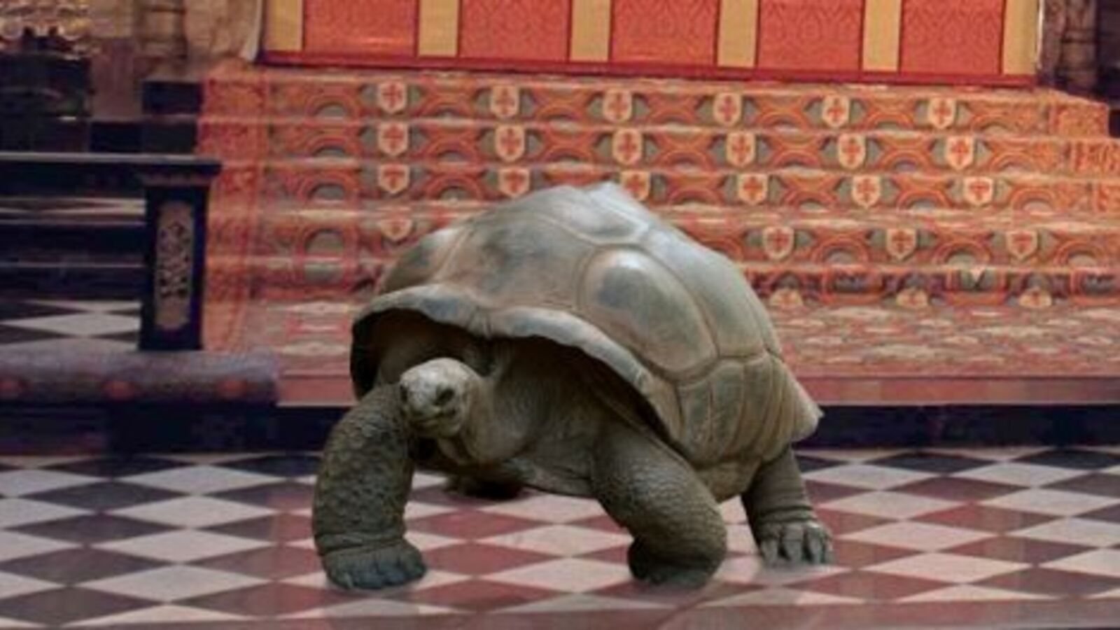 The Royal Tortoise Who’s Been Carrying Brides To The Altar For The Past ...