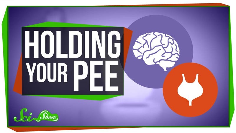 What Happens To Your Body When You Hold Your Urine