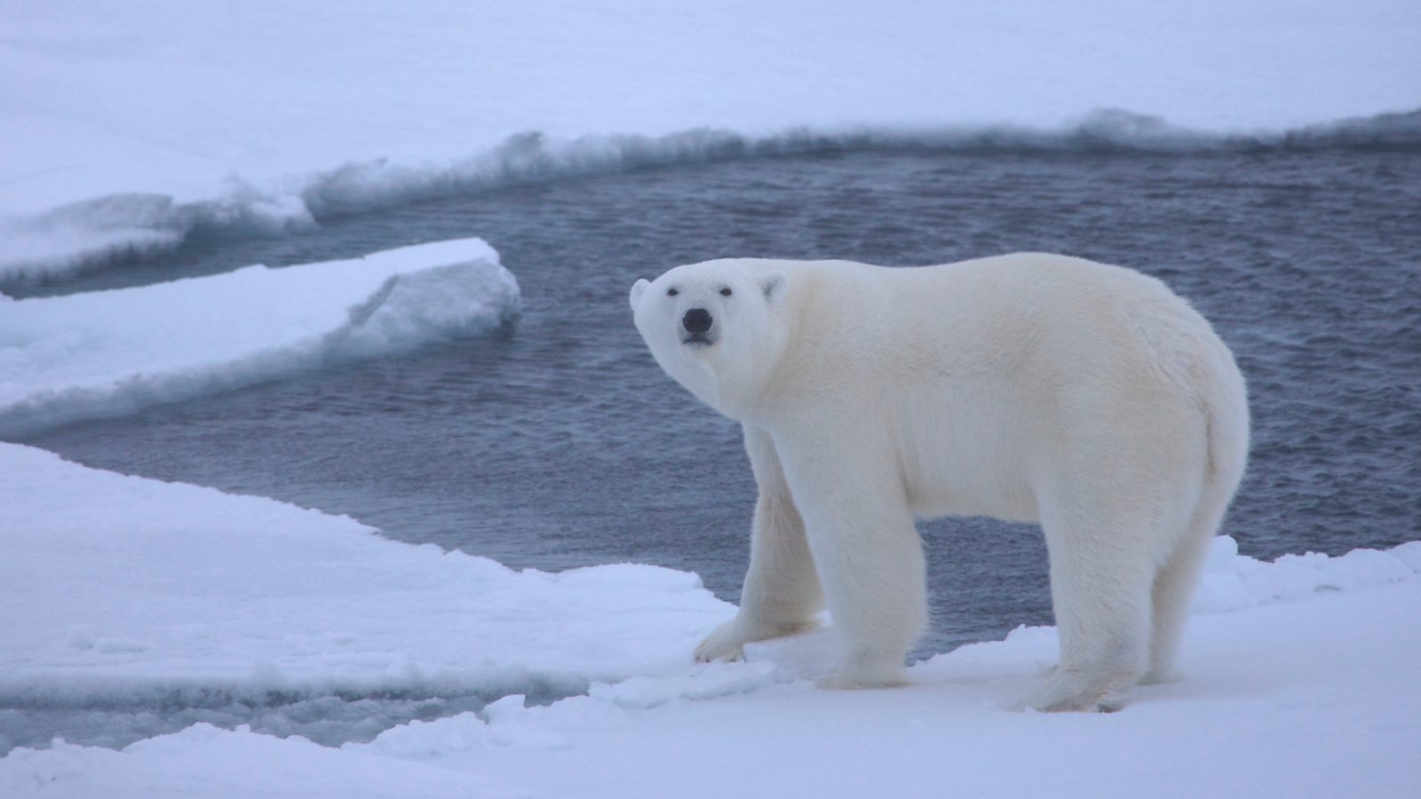Scientists Have Solved a Decades-Old Mystery About Polar Bears Scientists Have Solved a Decades-Old Mystery About Polar Bears
