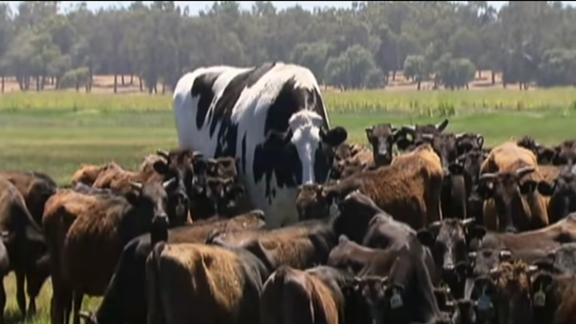 The Big Cow Is a Car – Cars and News