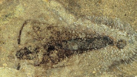 Stunning Fossils Show Ancient Parasitic Wasps Still Inside Their ...