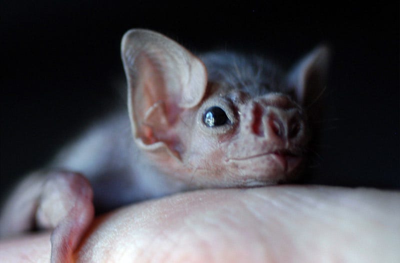 Some Vampire Bats Have Started Biting Humans And Its Probably Our Fault