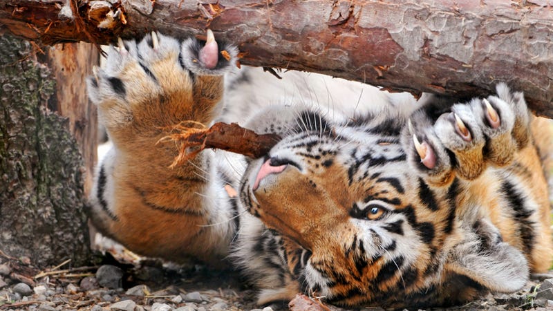 Scientists have finally sequenced the tiger genome! Scientists have finally sequenced the tiger genome!