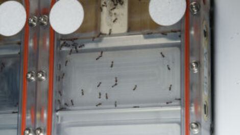 Scientists Discover the Secret Behind Incredible Ant Towers