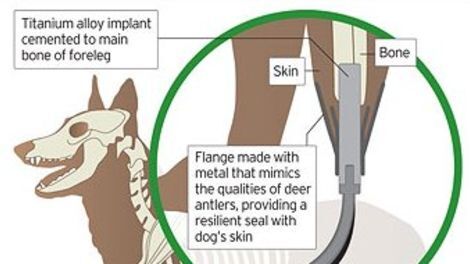 A Dog With Cancer Got a New, 3D-Printed Titanium Skull