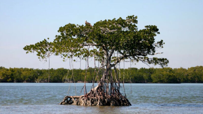 Mysterious Stone Garden In Florida