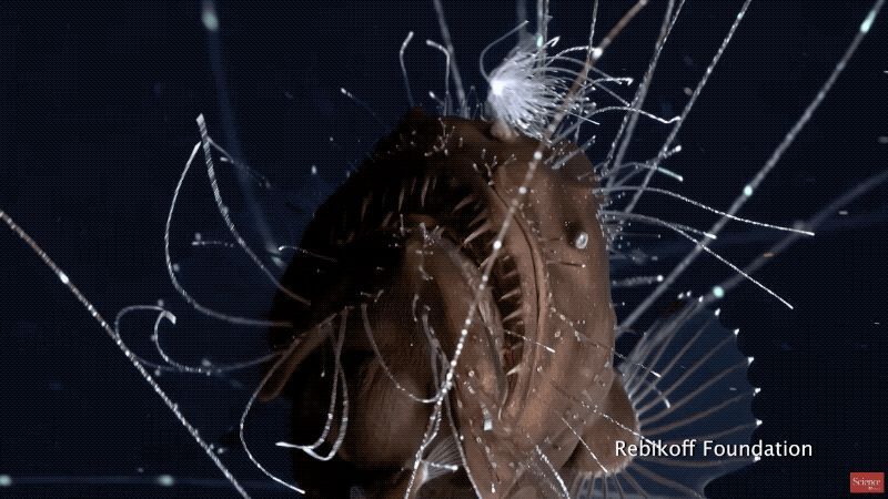 First-Ever Footage of Anglerfish Mating Is as Horrifying as You'd Imagine