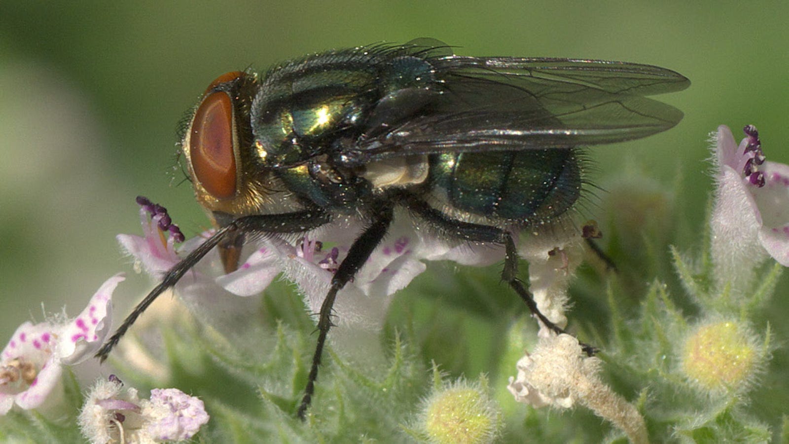 Florida Releases Millions of Sterile Flies to Combat Flesh-Eating Maggots Florida Releases Millions of Sterile Flies to Combat Flesh-Eating Maggots