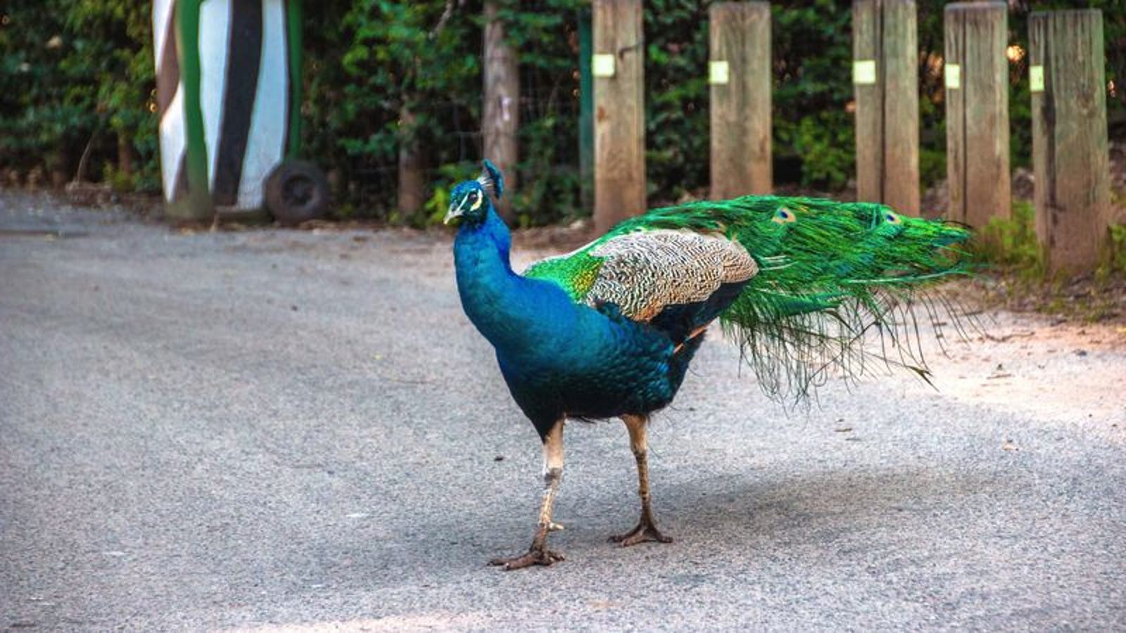 Here’s Why I Wasn’t Wrong To Assume That The Wandering Peacocks At The ... Here’s Why I Wasn’t Wrong To Assume That The Wandering Peacocks At The ...