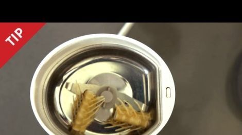 How to Clean Animal Bones So You May Proudly Display Them in Your Home