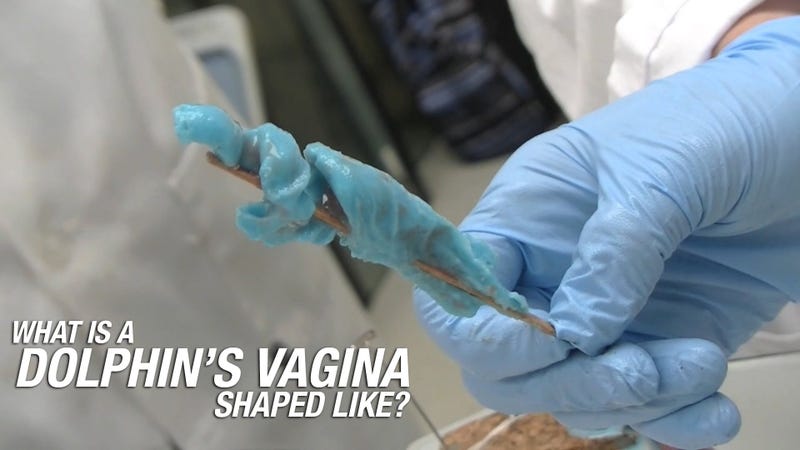 This Is What A Dolphins Vagina Looks Like