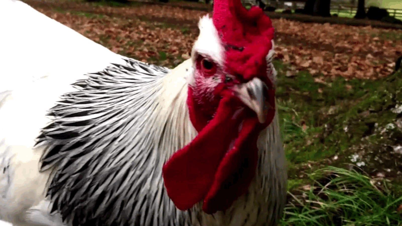 Sí, el aterrador pollo gigante que sale en este vídeo es totalmente real Sí, el aterrador pollo gigante que sale en este vídeo es totalmente real