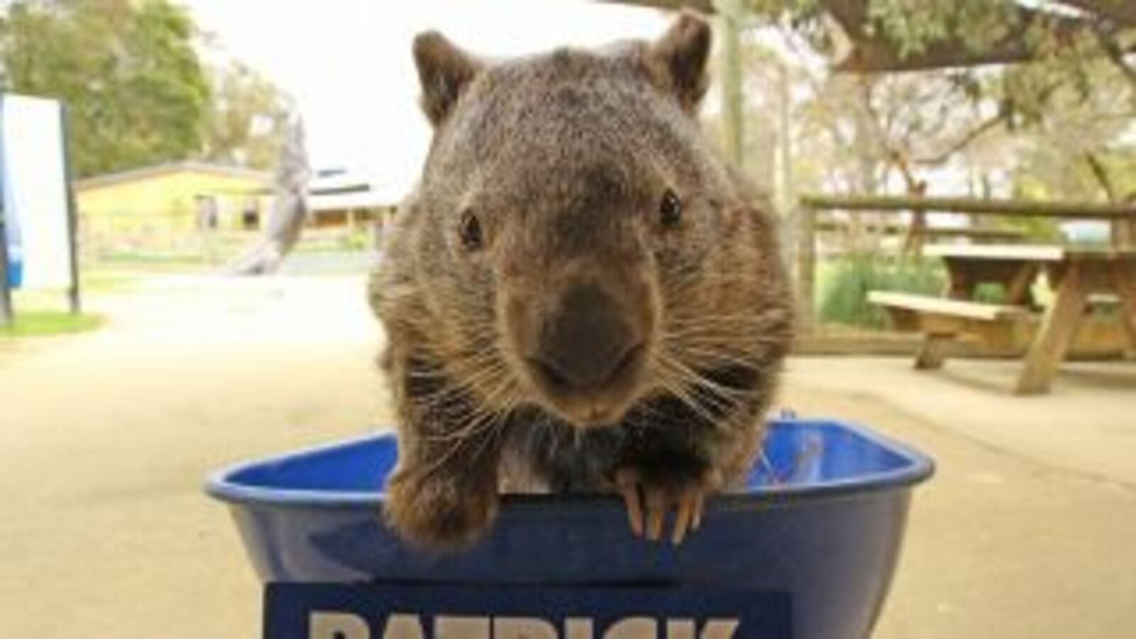 Facebook Fans Mourn the Death of Patrick the Wombat