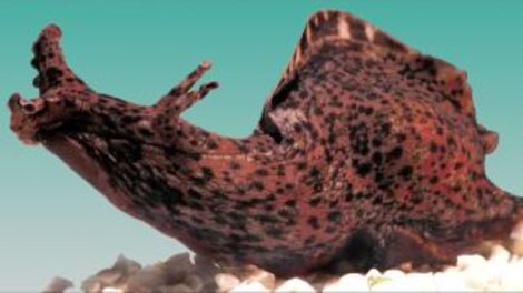 Tourist Infected by Brain-Invading Parasite After Eating Slug on a Dare ...