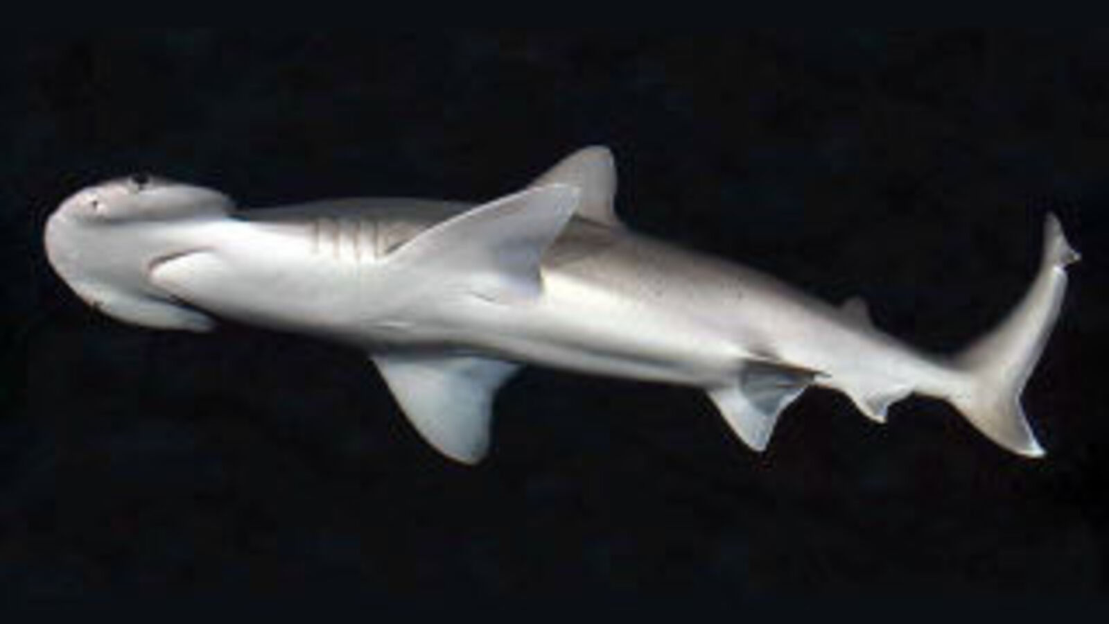 Scientists Have Discovered the First Known Omnivorous Shark