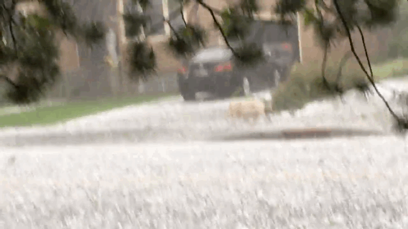 I Strongly Identify With This Pig Running in a Hailstorm
