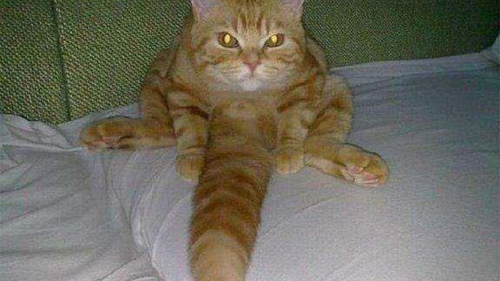 A Dong PSA And A Cat To Put You To Shame: The Week In Unintentional Dongs