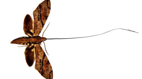 Scientists Use Ancient DNA to Identify Bizarre Species That Baffled Darwin