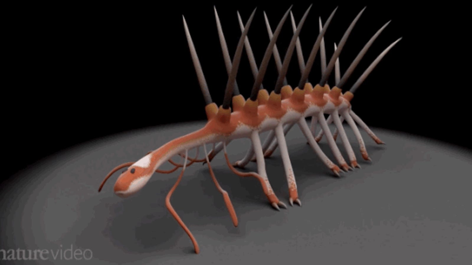 Scientists Can Finally Tell This Bizarre Animal's Head From Its Tail