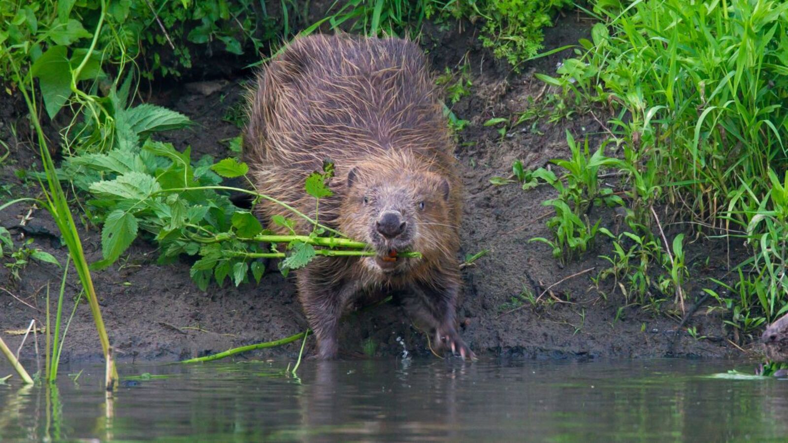 Tamworth Distillery makes whiskey with castoreum from beaver