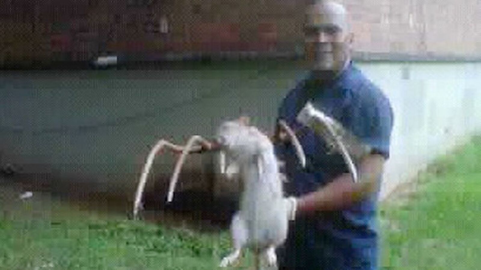 HOLY SHIT GIANT RAT IMPALED ON PITCHFORK