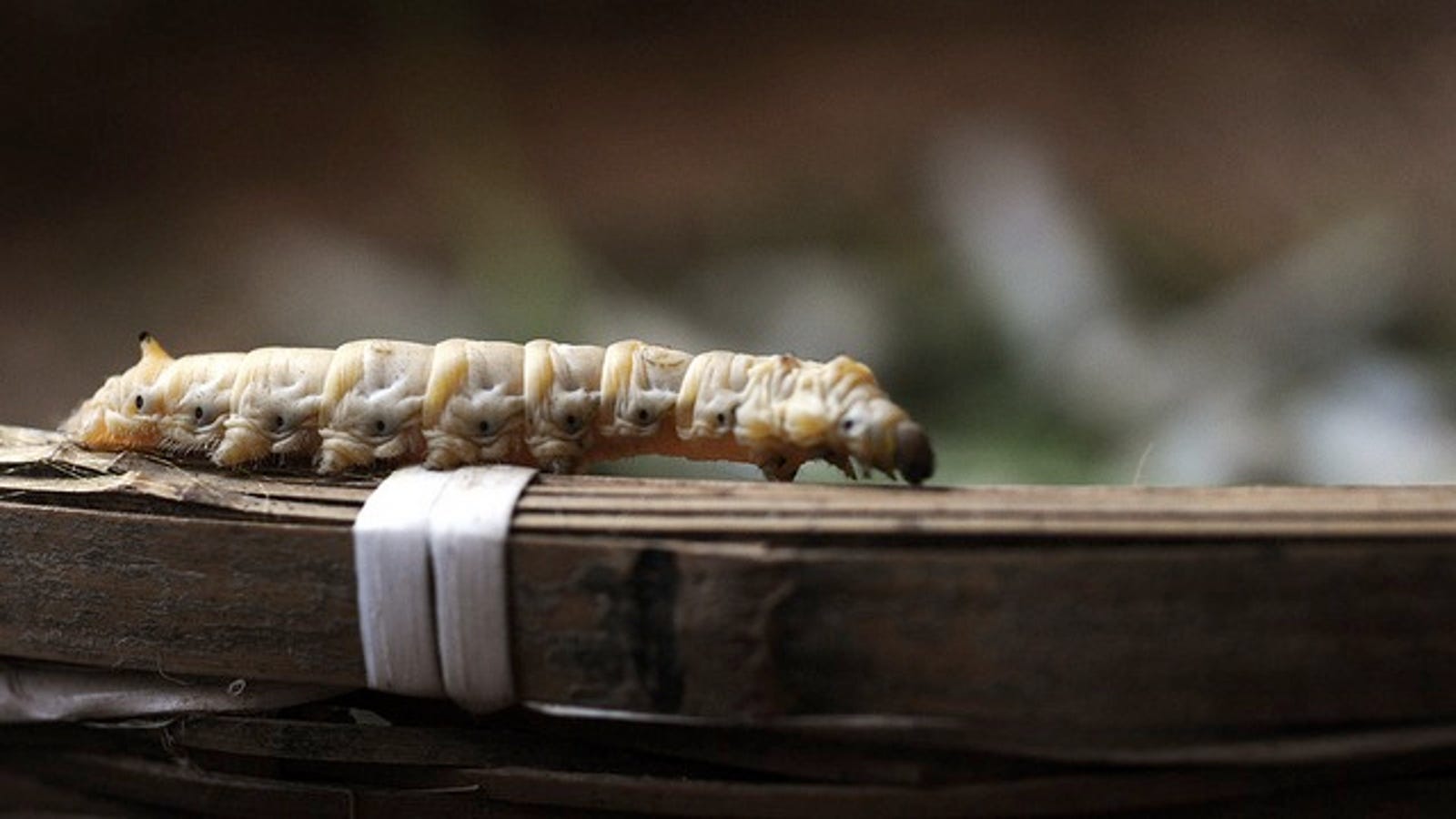 Transgenic silkworms spin glowing fluorescent silk Transgenic silkworms spin glowing fluorescent silk