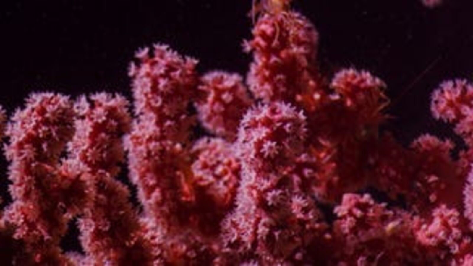 New Species of 'Bubblegum Coral' Discovered at Imperiled Undersea Monument
