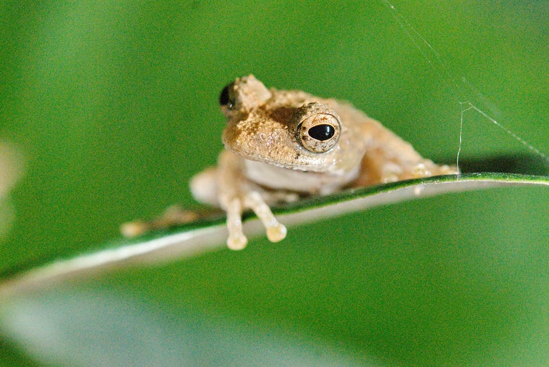 Clever Tree Frogs Shout For Sex By Using Storm Drains As Megaphones