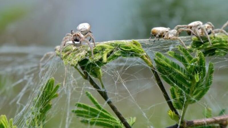 Virgin Velvet Spiders Allow Themselves to Be Eaten By Their Foster Kids
