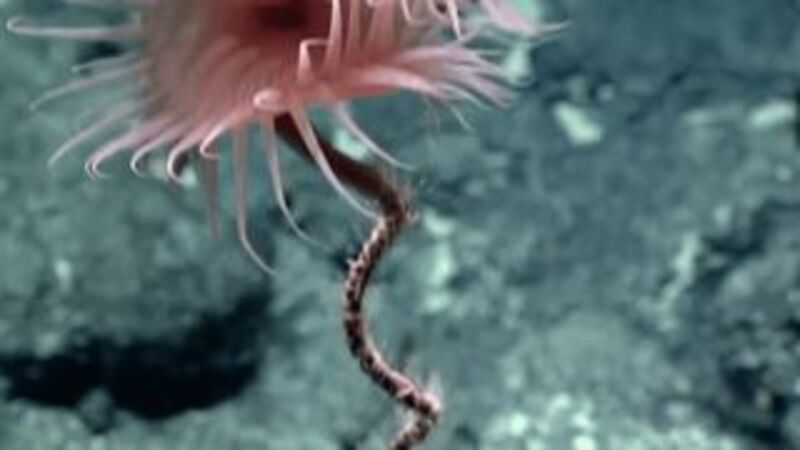 Here Are the Most Incredible Life Forms NOAA Found on Its Latest Deep ...
