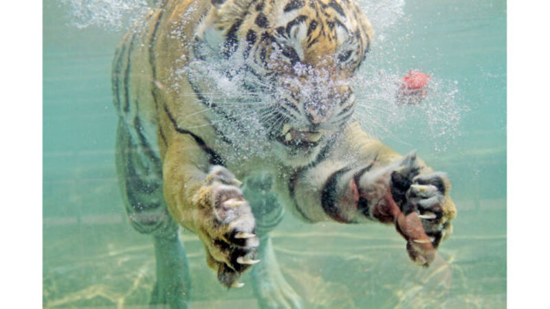 Underwater Tiger Is Terrifying, Beautiful