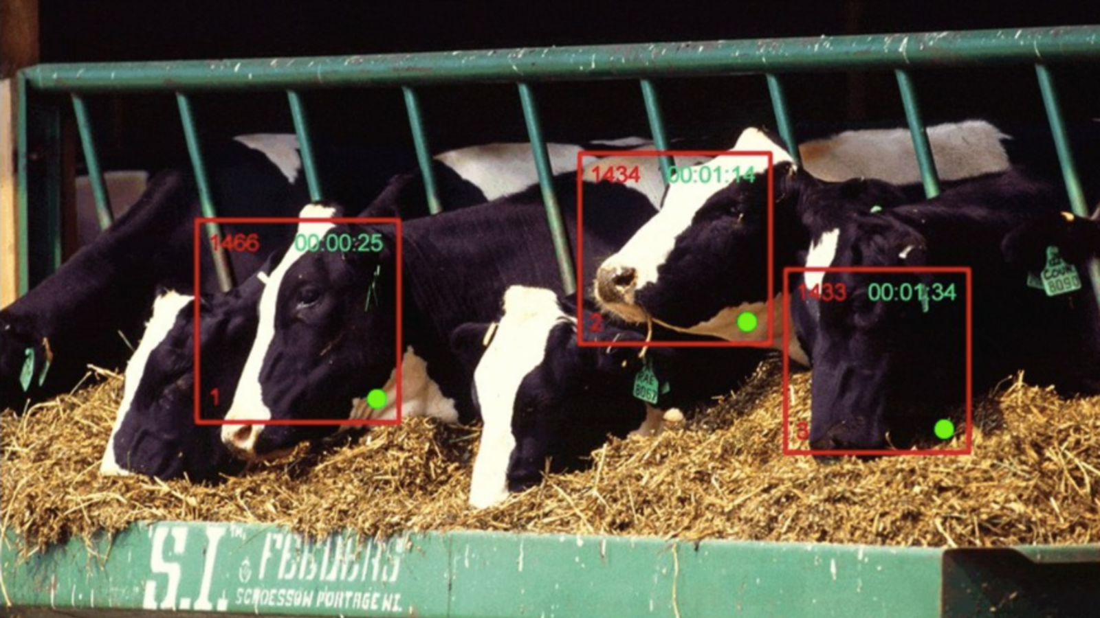 Finally, Facial Recognition for Cows Is Here