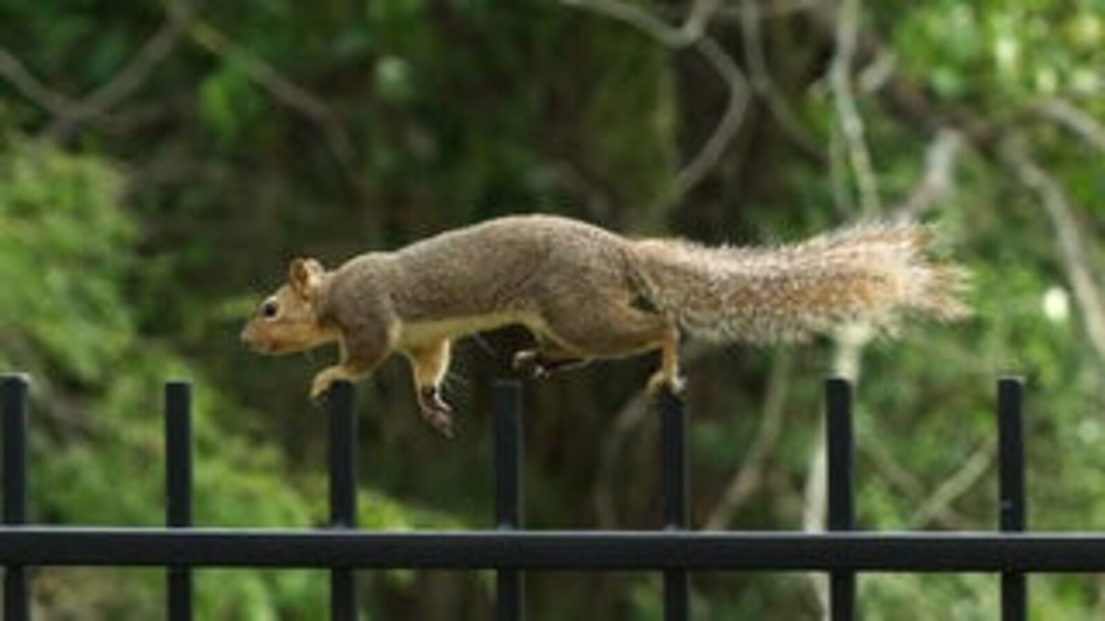 Study Finds Average Squirrel Lives Through Human Equivalent Of 7 Action ...