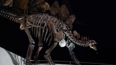 Incredibly Well-Preserved Fossil Changes Our Understanding of Armored ...