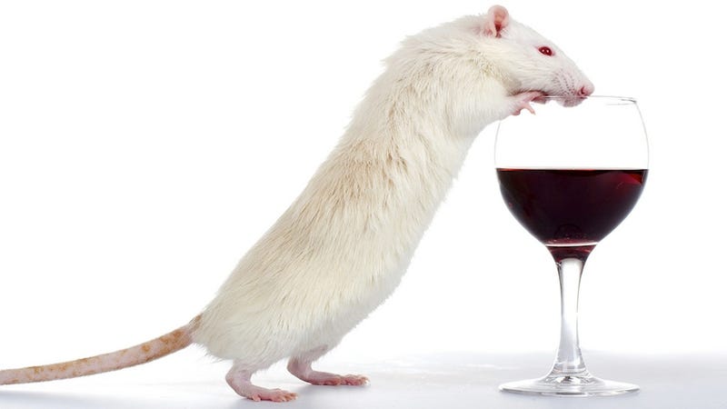 Scientists Get Mice Drunk To Explain Why Binge Drinking Breaks Bones Scientists Get Mice Drunk To Explain Why Binge Drinking Breaks Bones