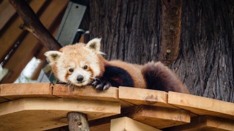 Someone Took Red Panda’s Unicycle