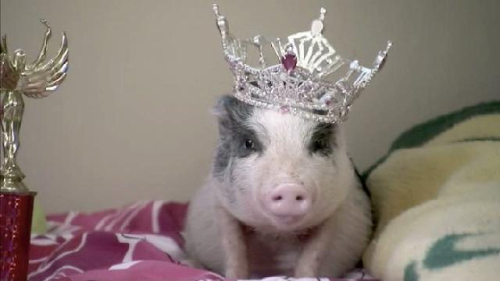 Honey Boo Boo's Teary Goodbye to Her Gay Pig Honey Boo Boo's Teary Goodbye to Her Gay Pig