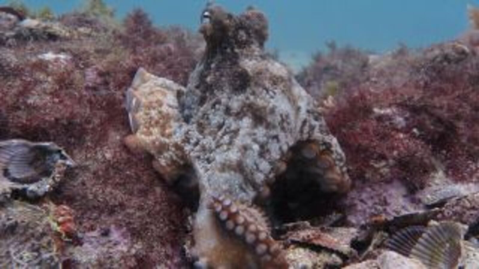 Researchers Discover 'Atlantis' For Octopuses Off Australian Coast