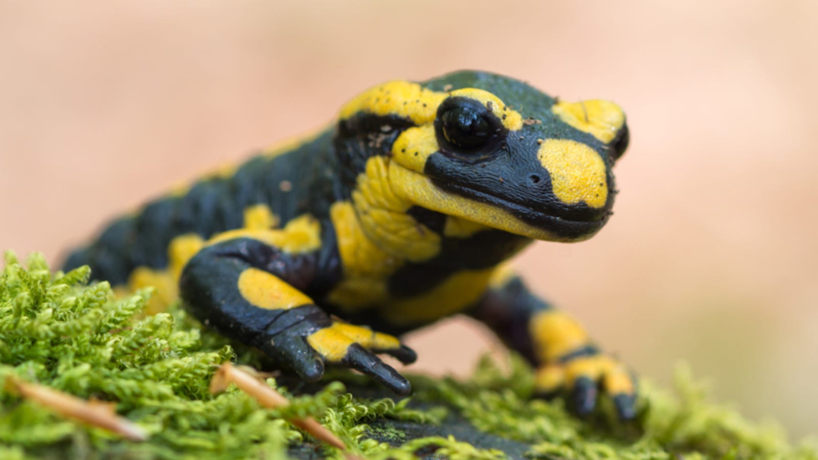 Researchers uncover key clues in the mystery of limb regeneration Researchers uncover key clues in the mystery of limb regeneration