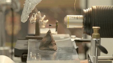 New Technique Creates Stunning 3D Images of Live Insects