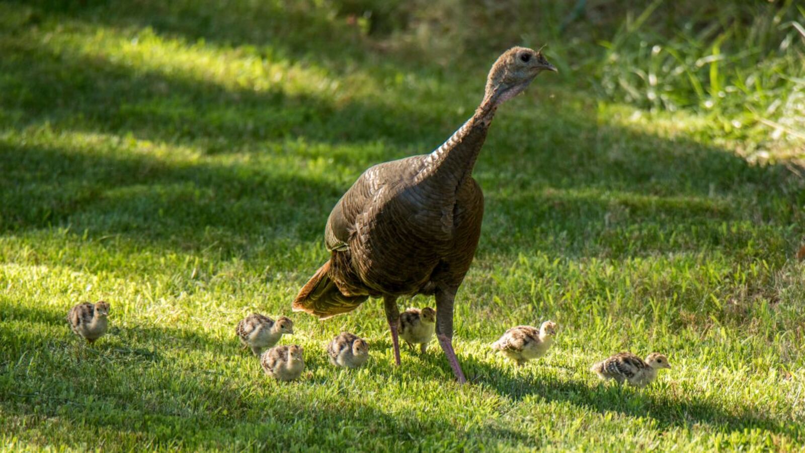 Why are people breeding tiny turkeys when chickens exist?