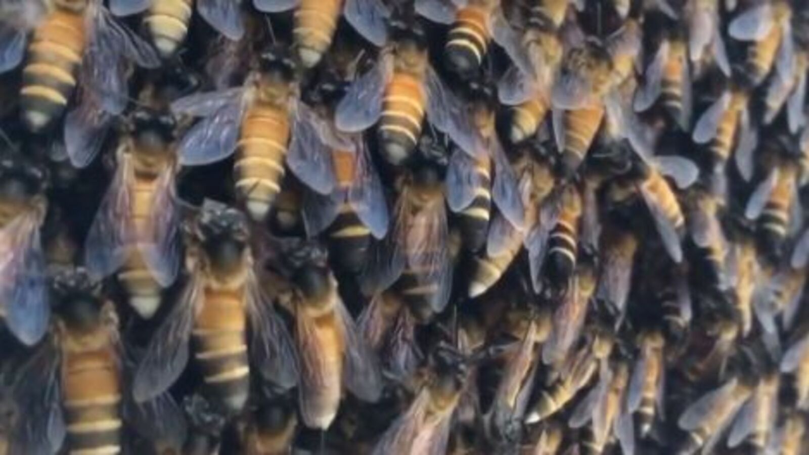 Honey Bees' Oddly Hypnotizing 'Shimmering' Is Actually a Clever Defense